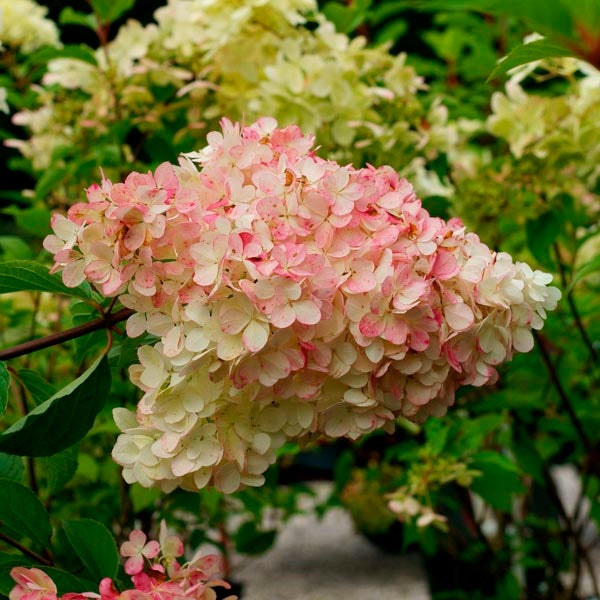 hydrangea paniculata 'phantom