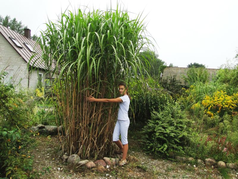 tall miscanthus