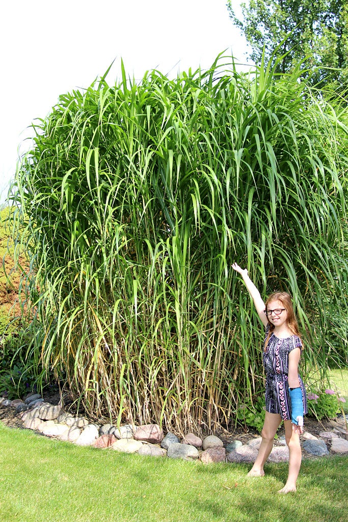 tall miscanthus