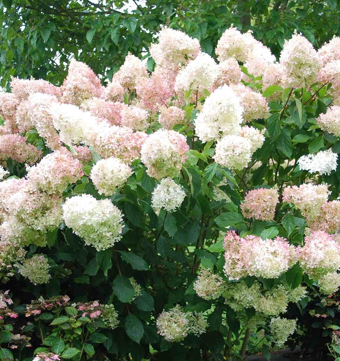 hydrangea paniculata phantom full sun