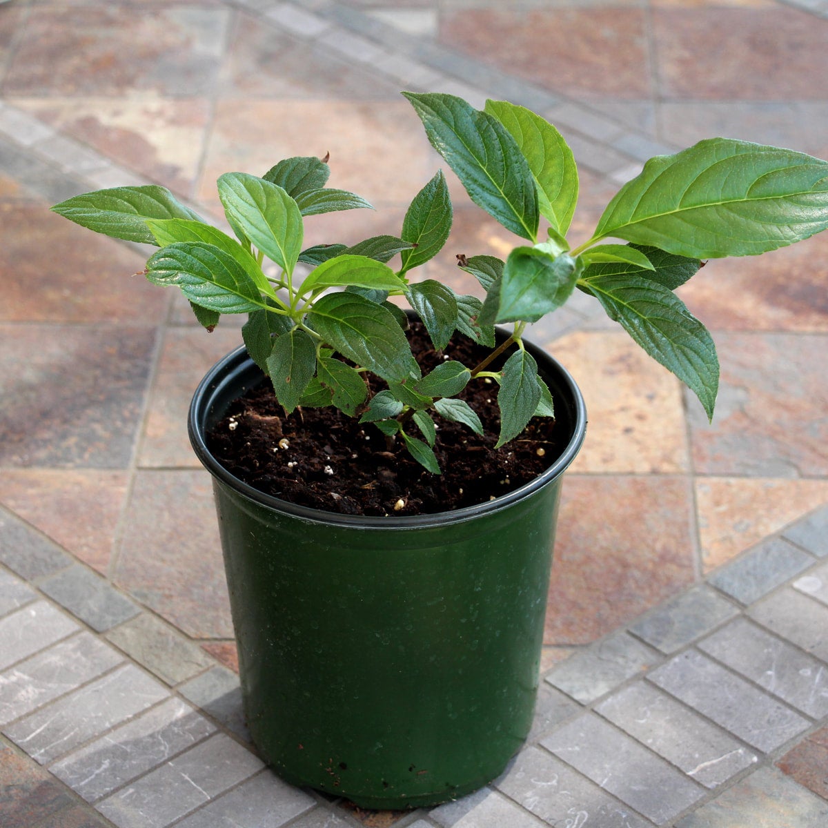 hydrangea paniculata phantom in pots