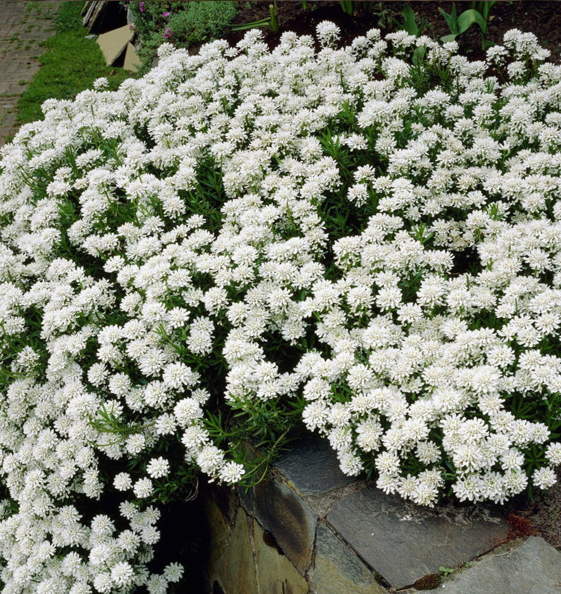 Iberis sempervirens 'Snow Cone' | Backyard Blooms Nursery - This Blooms for You