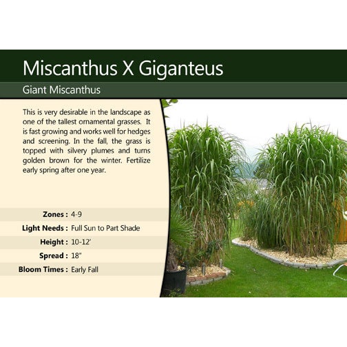 Miscanthus X Giganteus | Backyard Blooms Nursery - This Blooms for You